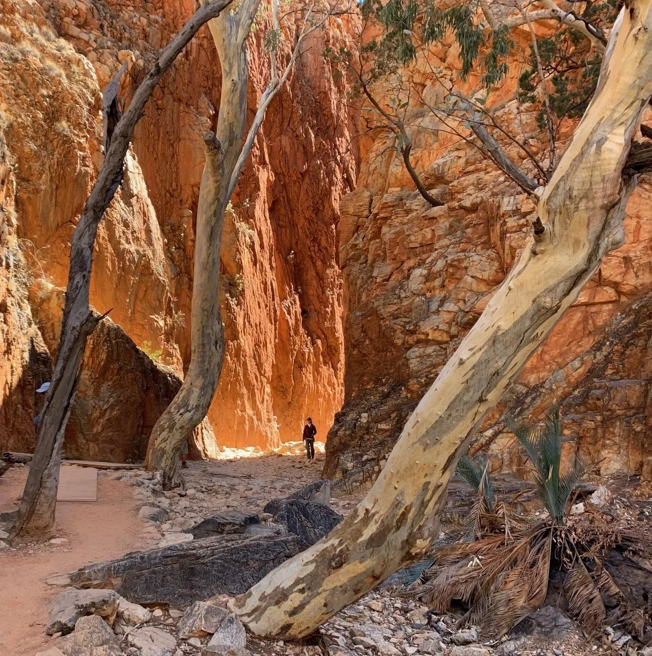 Best Time to Hike the Larapinta Trail: A Seasonal Guide