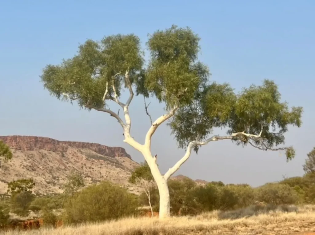 Alice Springs Desert Park
